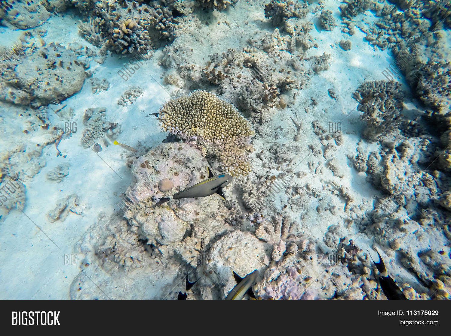 Exotic Marine Life Image & Photo (Free Trial) | Bigstock