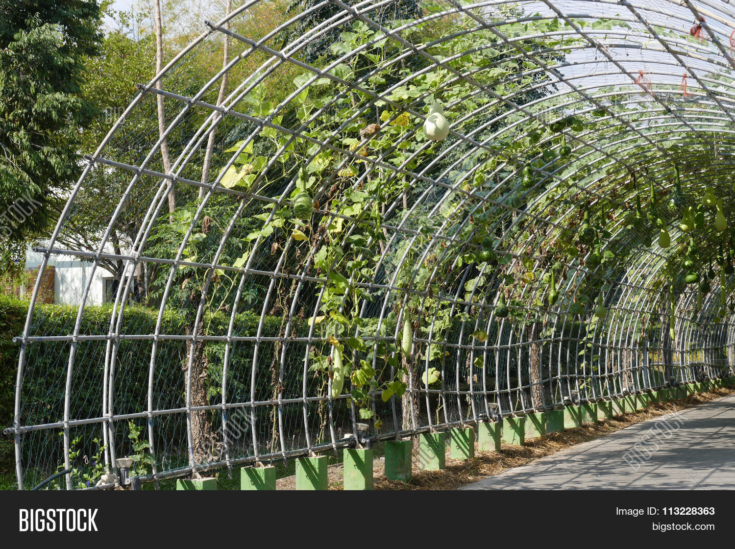 Gourd Calabash Growing Image & Photo (Free Trial) | Bigstock