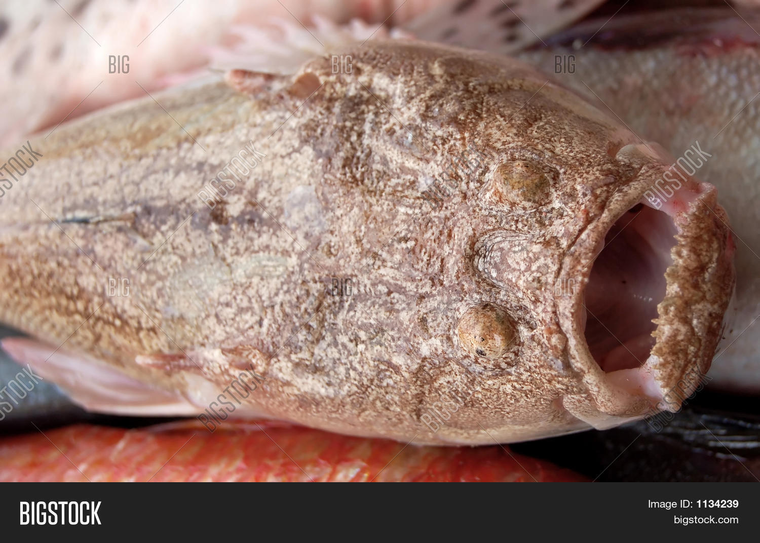 Ugly Fish Image & Photo (Free Trial) | Bigstock