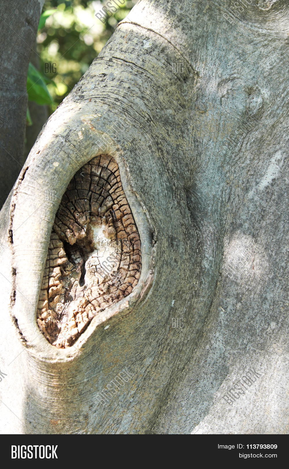 Stem/Bark Sacred Fig Image & Photo (Free Trial) | Bigstock