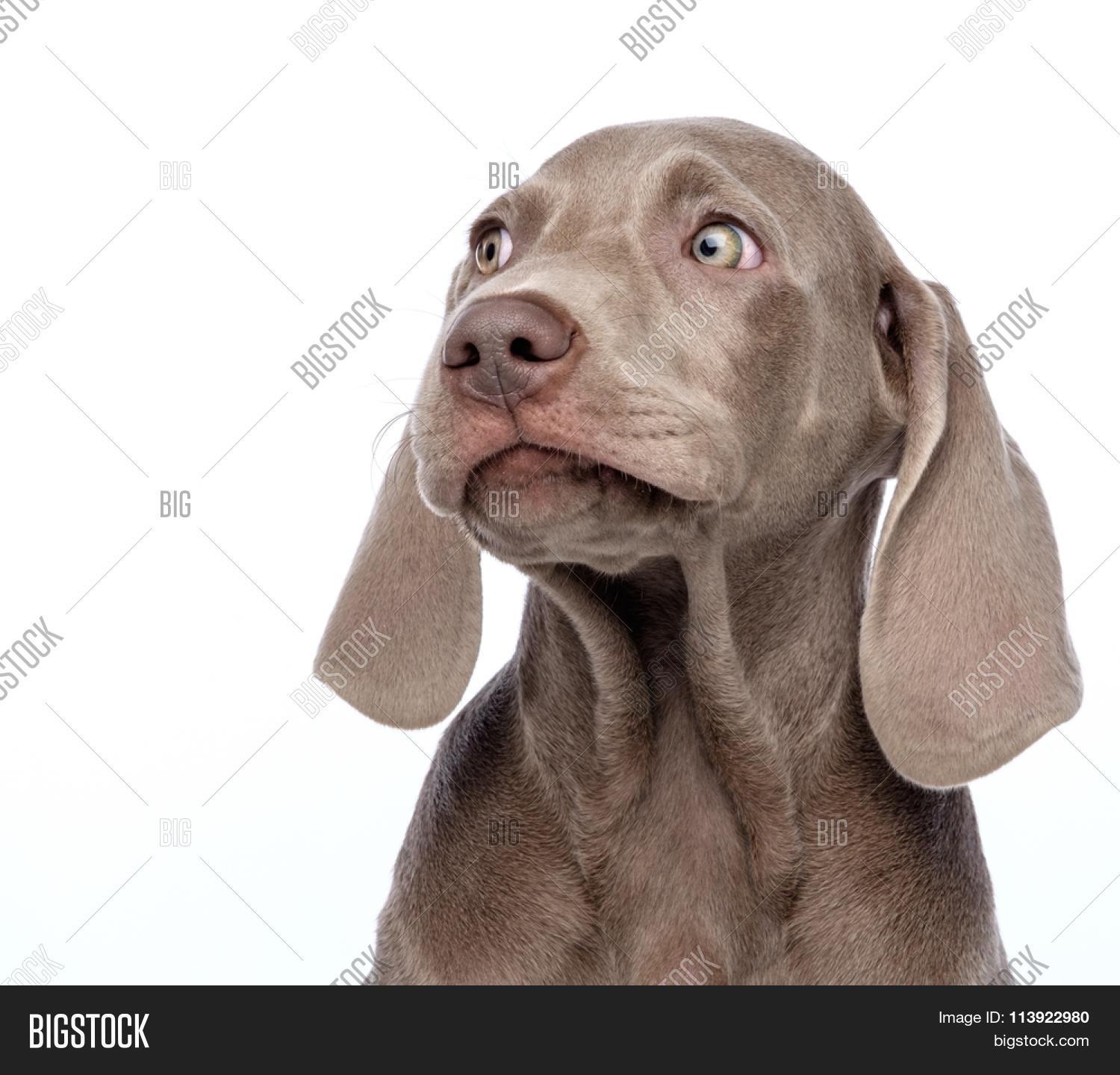 Weimaraner Dog Image & Photo (Free Trial) | Bigstock