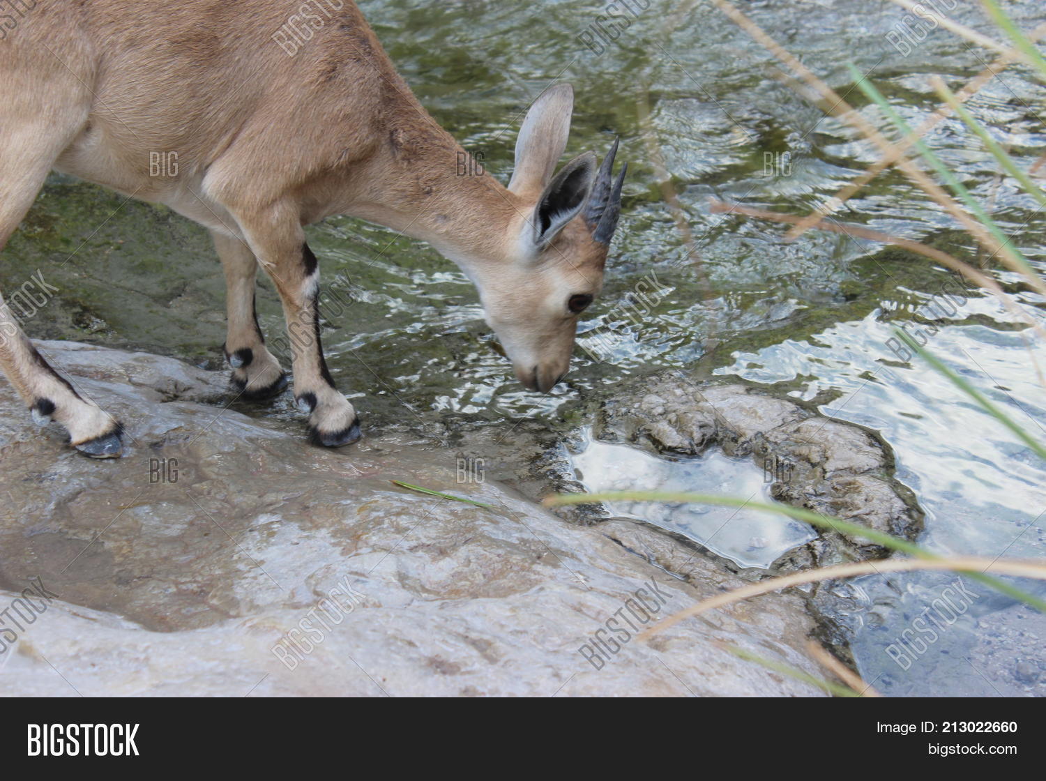 Ibex Drinking Water Image & Photo (Free Trial) | Bigstock