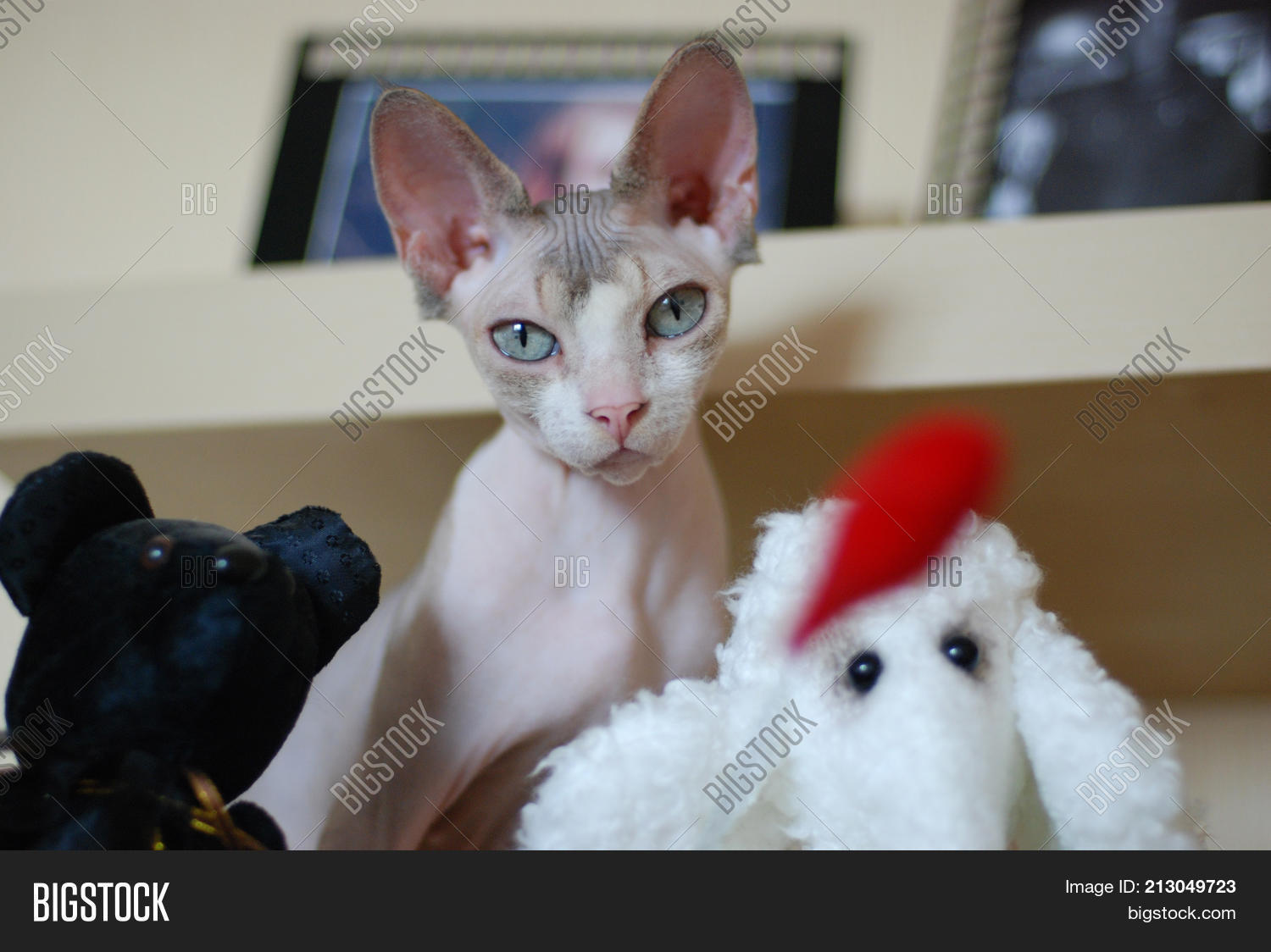 Close- Portrait Bald- Image & Photo (Free Trial) | Bigstock