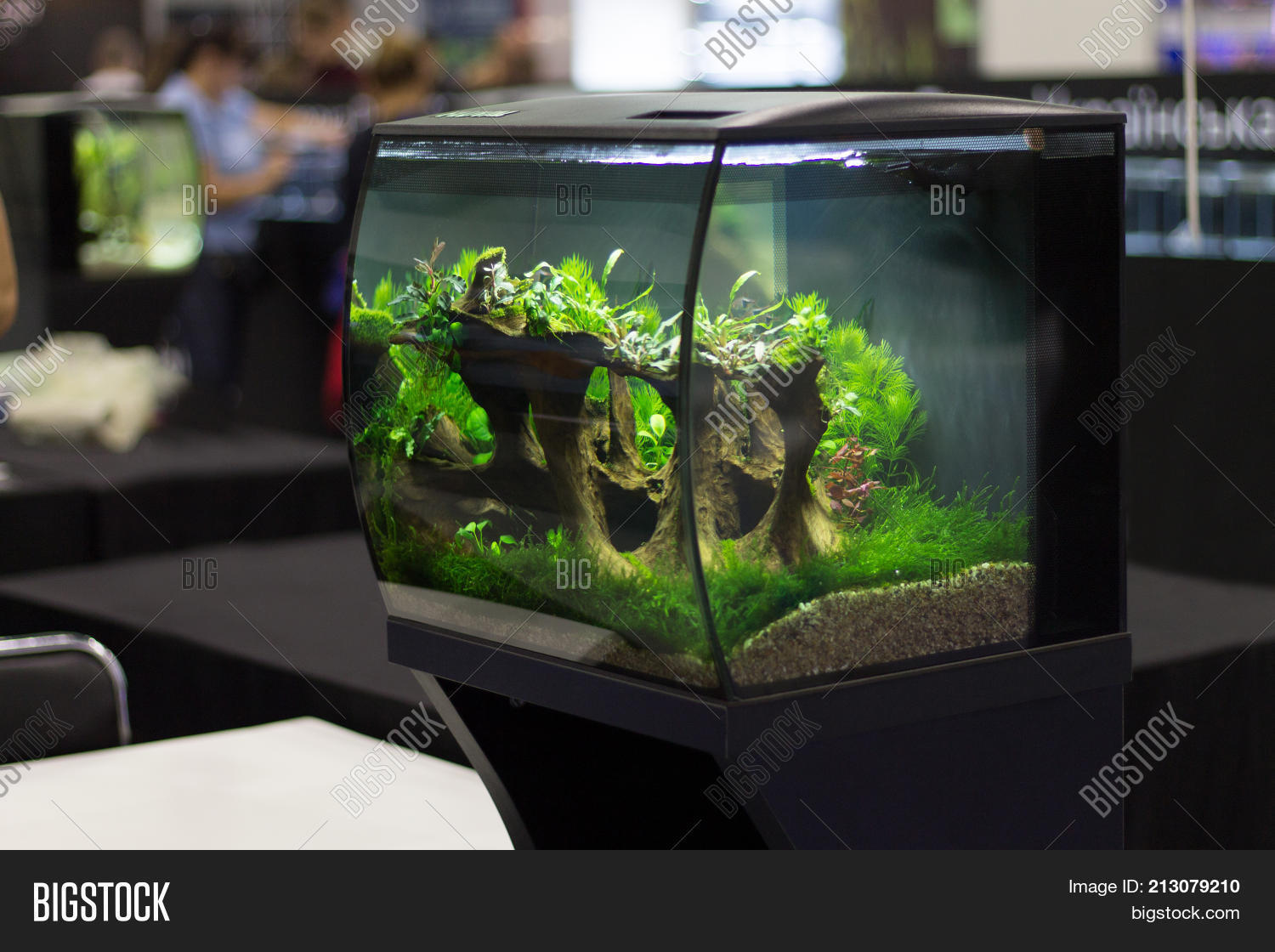 Pet Shop Aquarium Image & Photo (Free Trial) | Bigstock