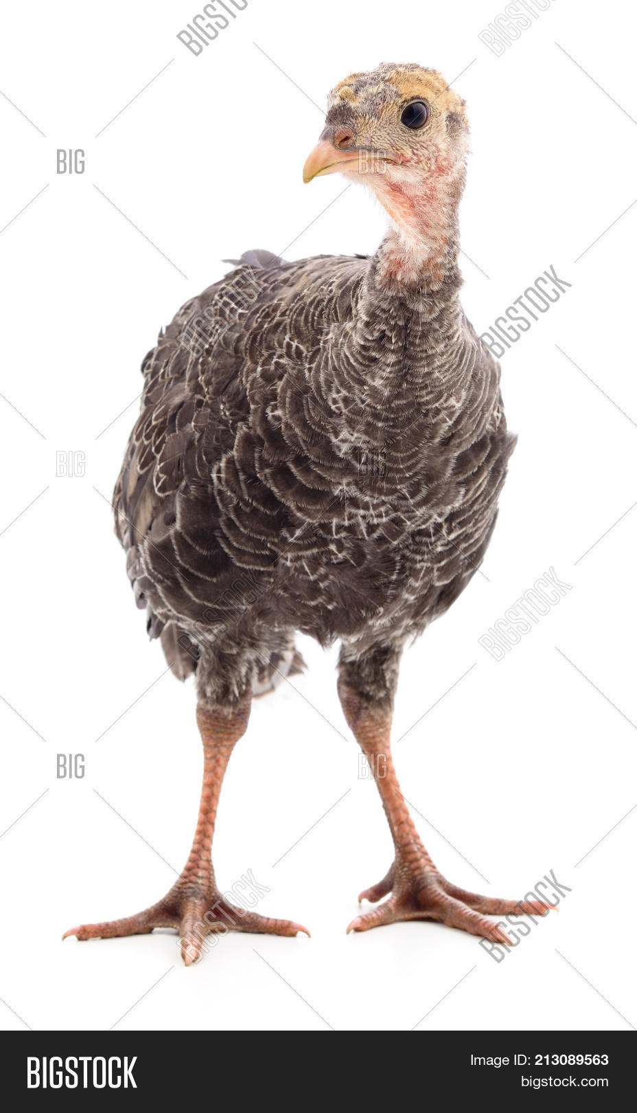 Chicken Turkey Image & Photo (Free Trial) | Bigstock
