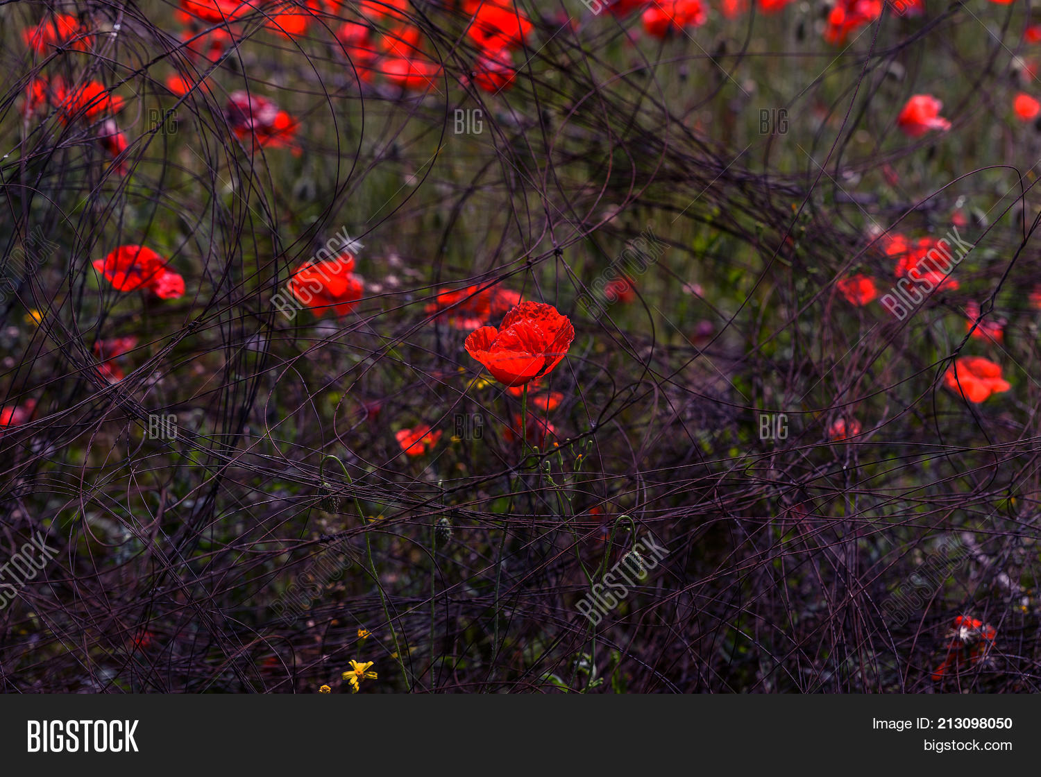 Ukraine Poppy Buds