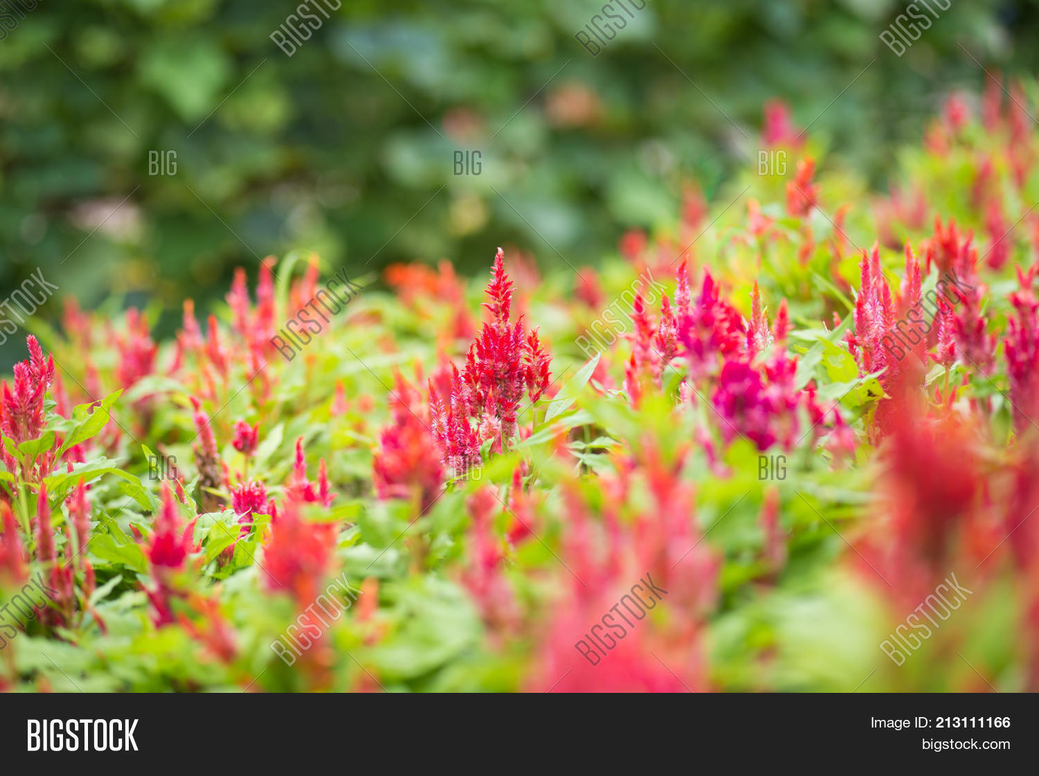 Many Flowers Chinese Image & Photo (Free Trial) | Bigstock