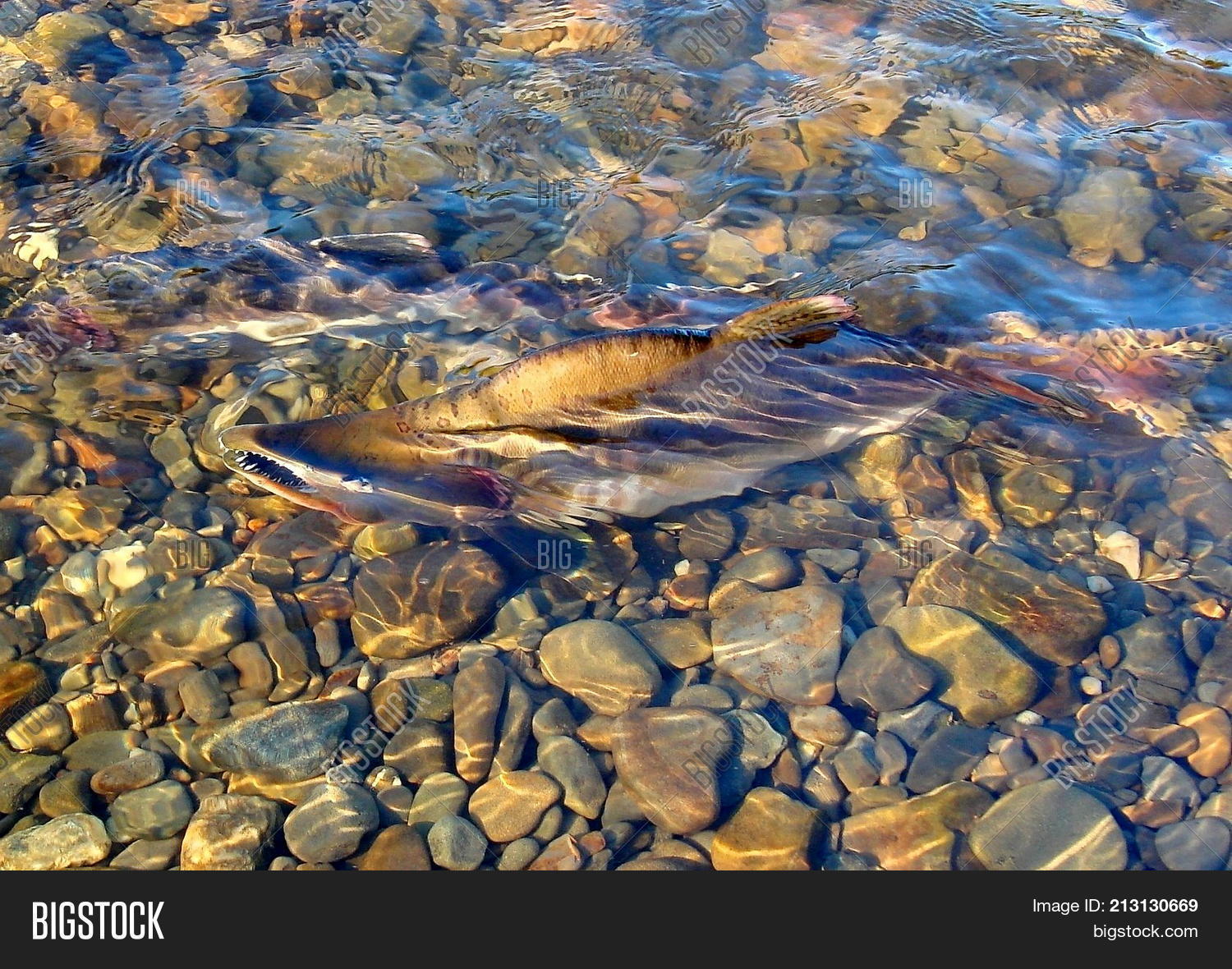 River Taiga, Pink Image & Photo (Free Trial) | Bigstock