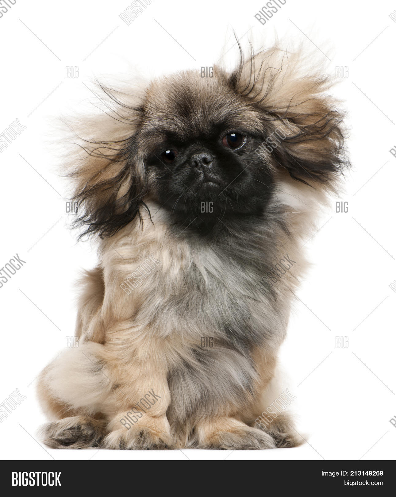Pekingese Puppy Image & Photo (Free Trial) | Bigstock