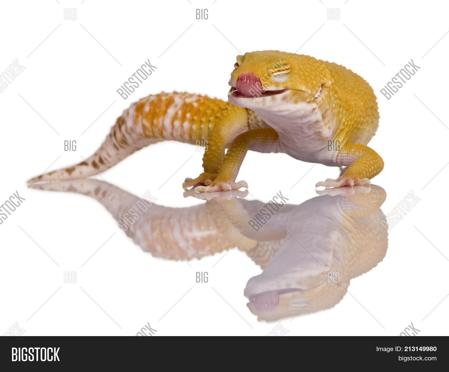 Leopard Gecko Tongue Image & Photo (Free Trial) | Bigstock