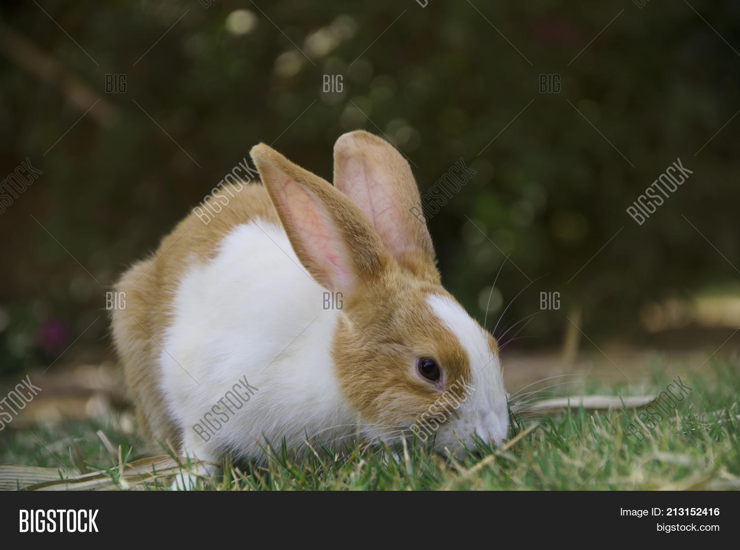 Rabbit Walking On Image & Photo (Free Trial) | Bigstock