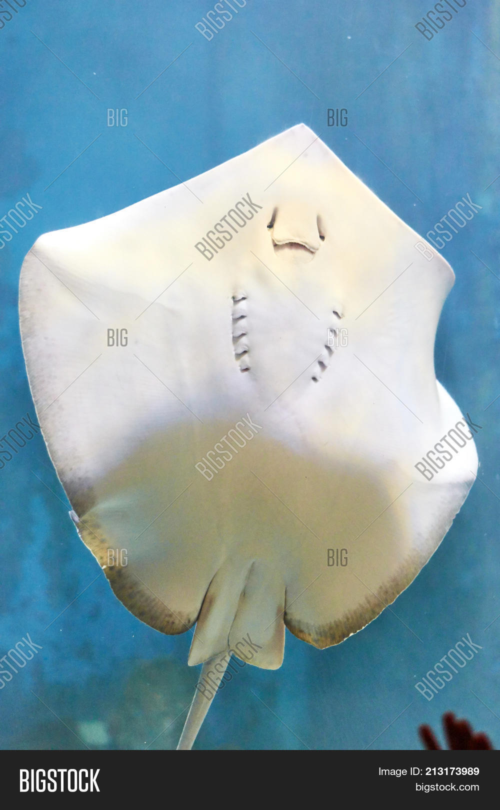 Common Stingray Image & Photo (Free Trial) | Bigstock