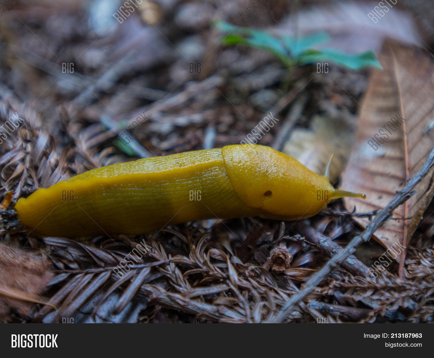 Yellow Banana Slugs Image & Photo (Free Trial) | Bigstock