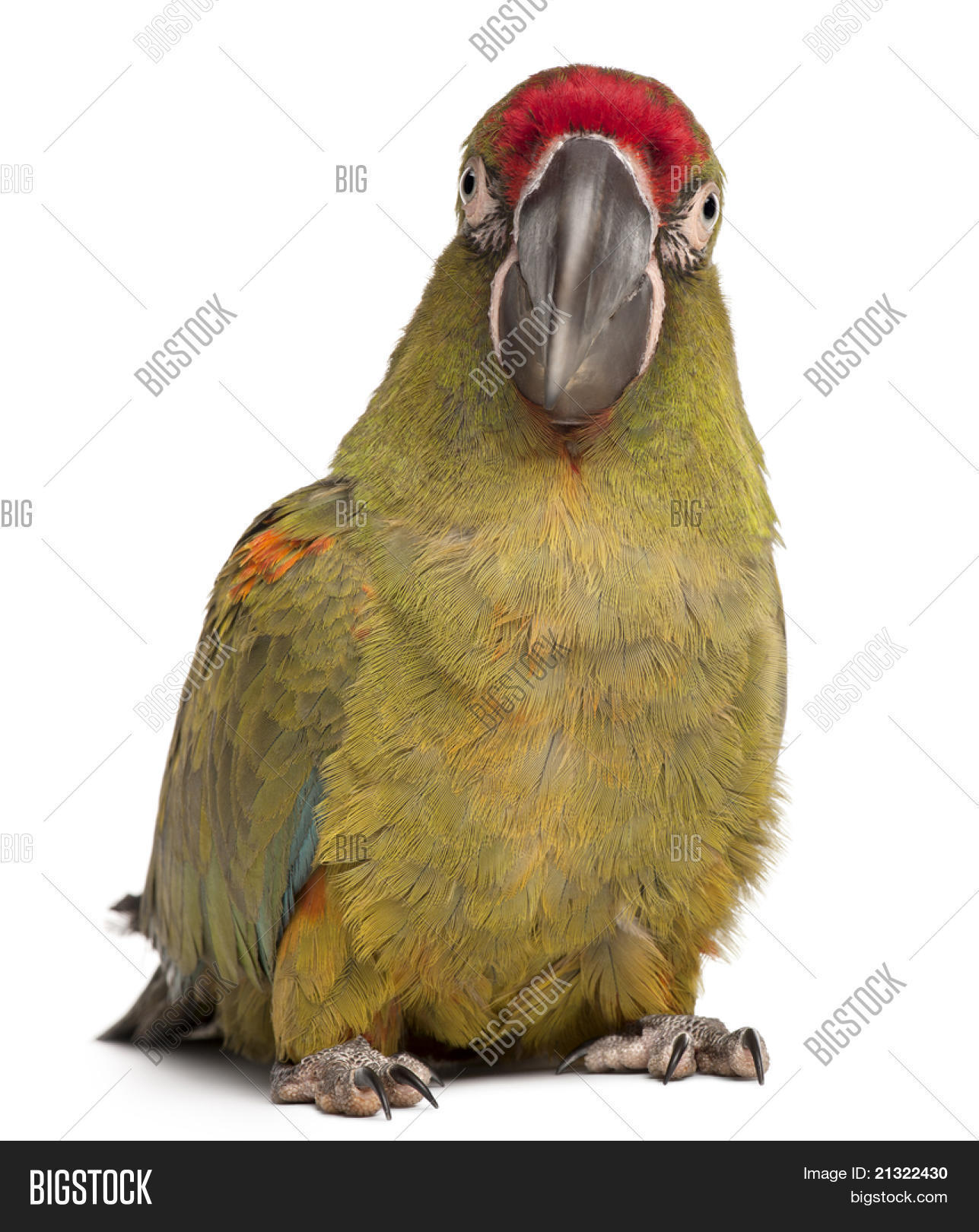 Red-fronted Macaw, Ara Image & Photo (Free Trial) | Bigstock