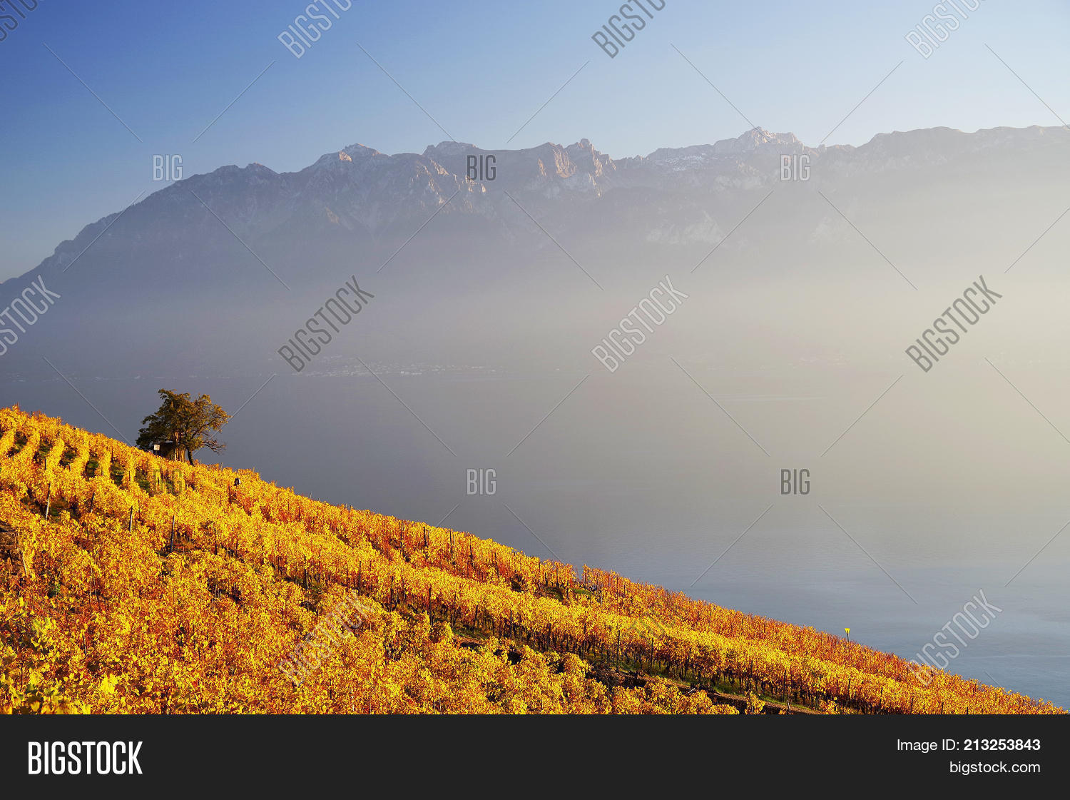 Vineyard Terraces Image & Photo (Free Trial) | Bigstock