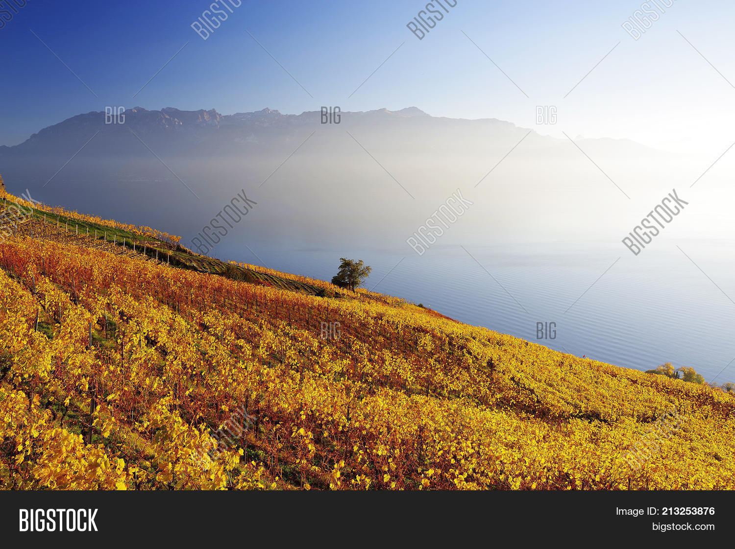 Vineyard Terraces Image & Photo (Free Trial) | Bigstock