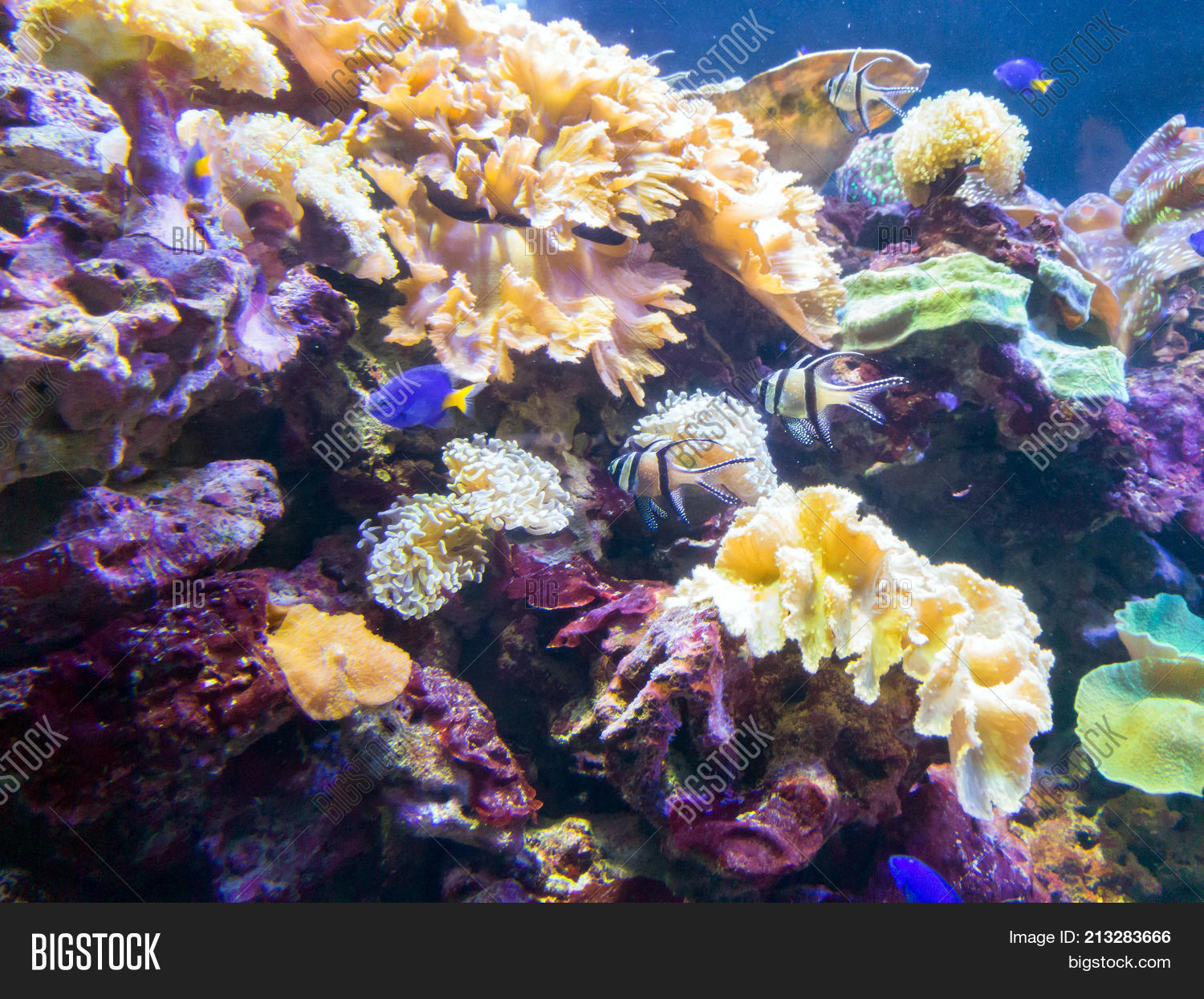 Exotic Saltwater Fish Image & Photo (Free Trial) | Bigstock