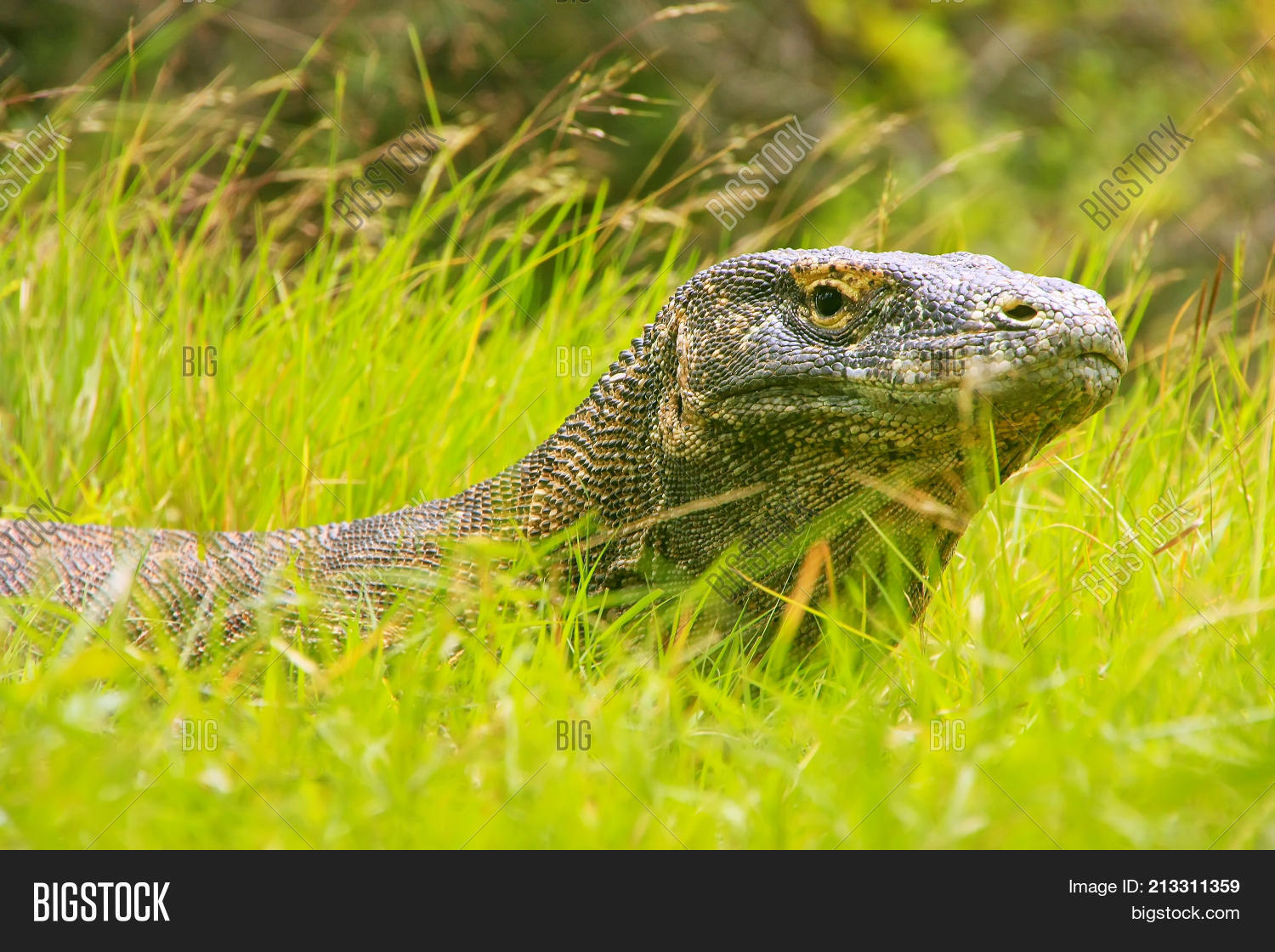 Portrait Komodo Dragon Image & Photo (Free Trial) | Bigstock