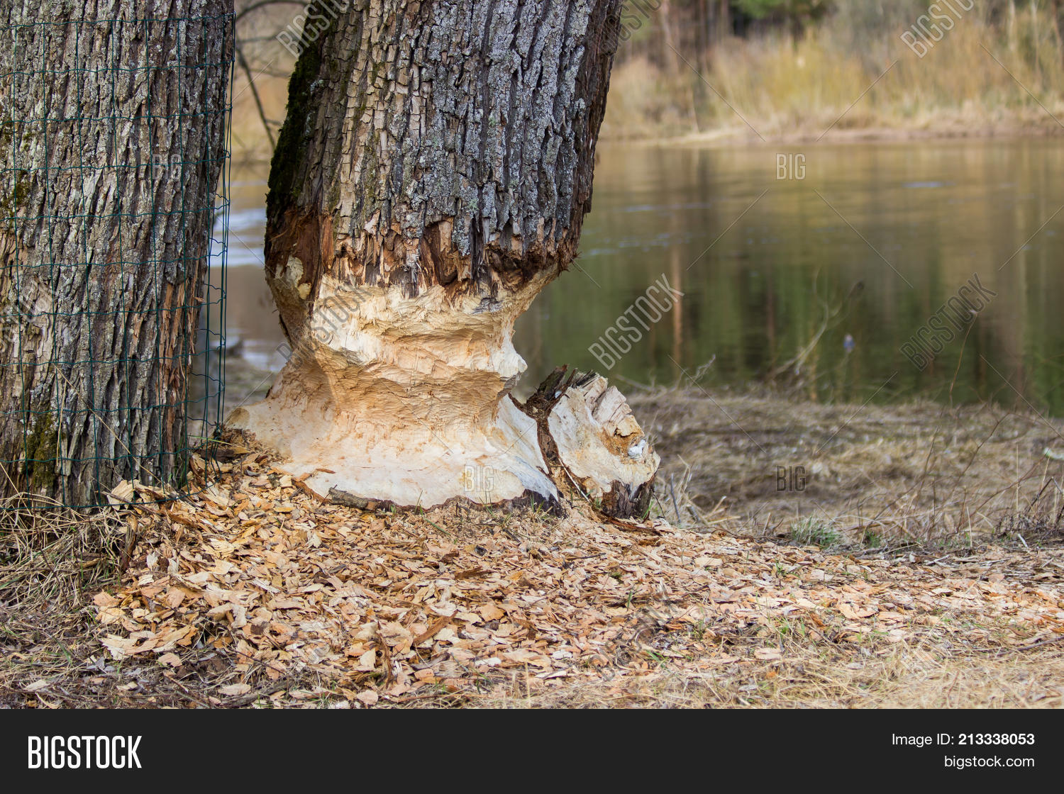 Beavers Building Dam Image & Photo (Free Trial) | Bigstock