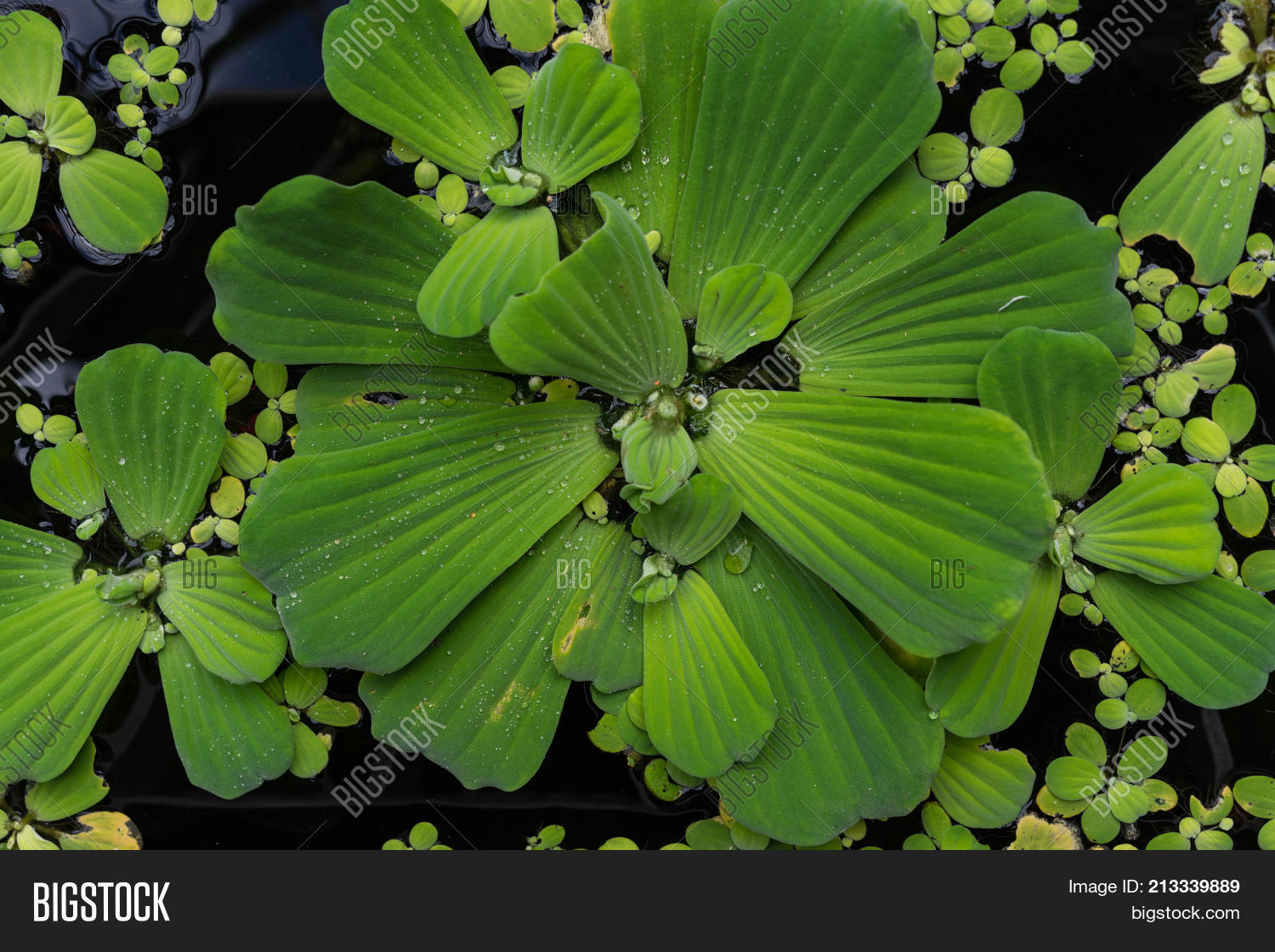 Duckweed Lemna Minor Image & Photo (Free Trial) | Bigstock