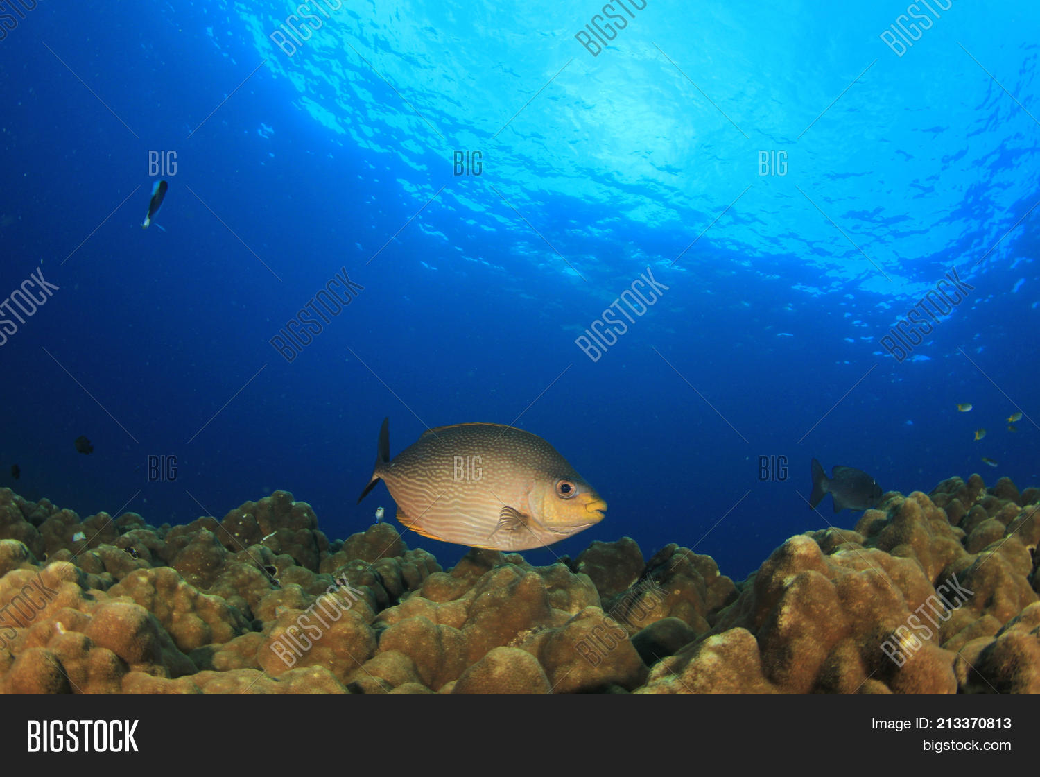 Underwater Coral Reef Image & Photo (Free Trial) | Bigstock