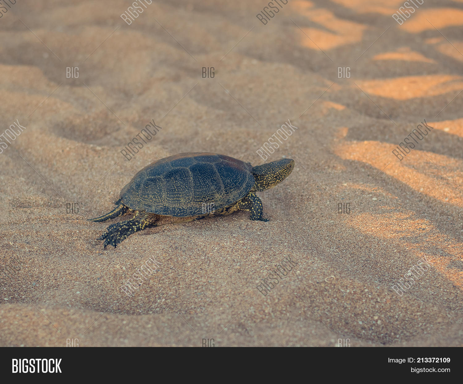 Small Turtle Crawling Image & Photo (Free Trial) | Bigstock