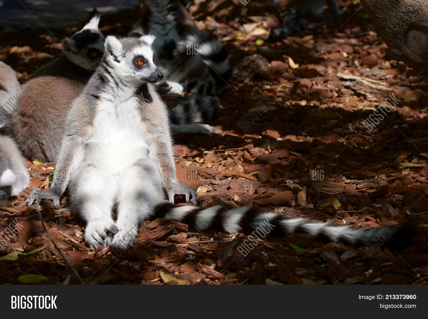 Ring-tailed Lemur Image & Photo (Free Trial) | Bigstock