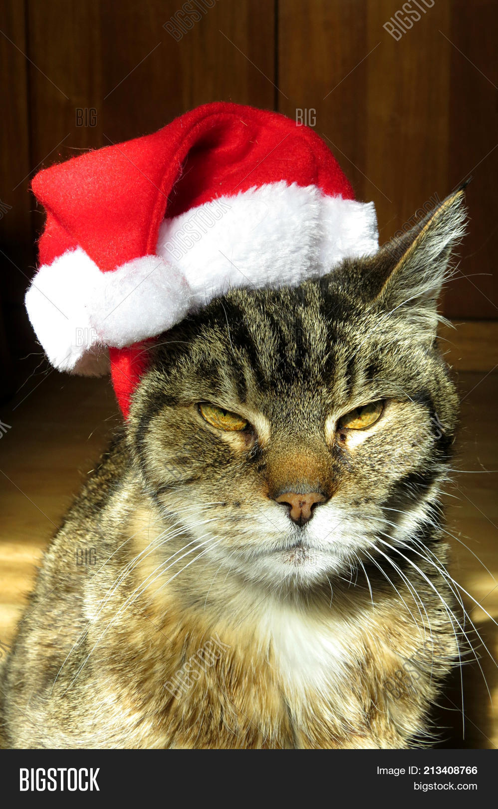 Grumpy Christmas Tabby Image & Photo (Free Trial) | Bigstock