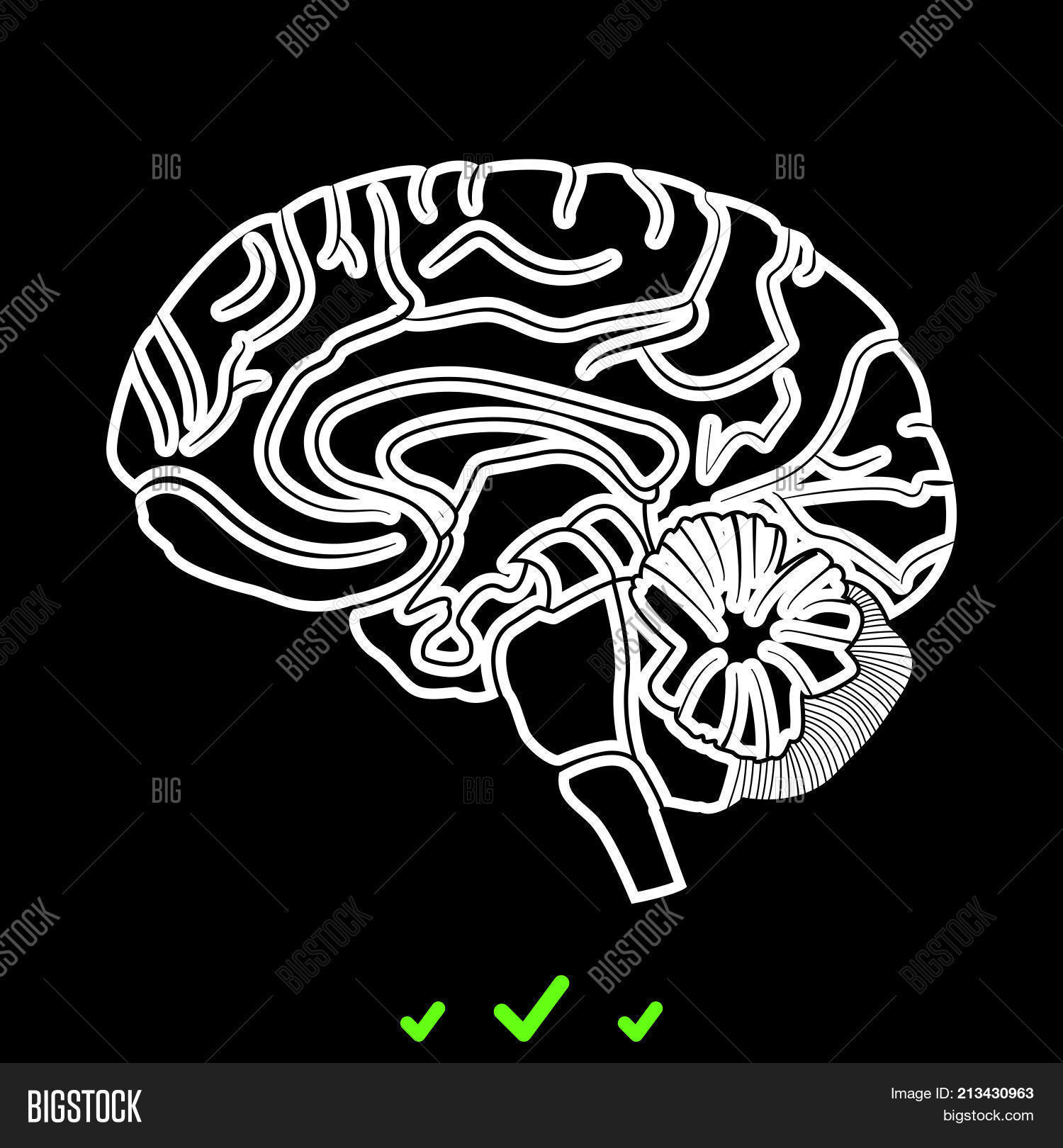 Brain White Icon Vector & Photo (Free Trial) | Bigstock