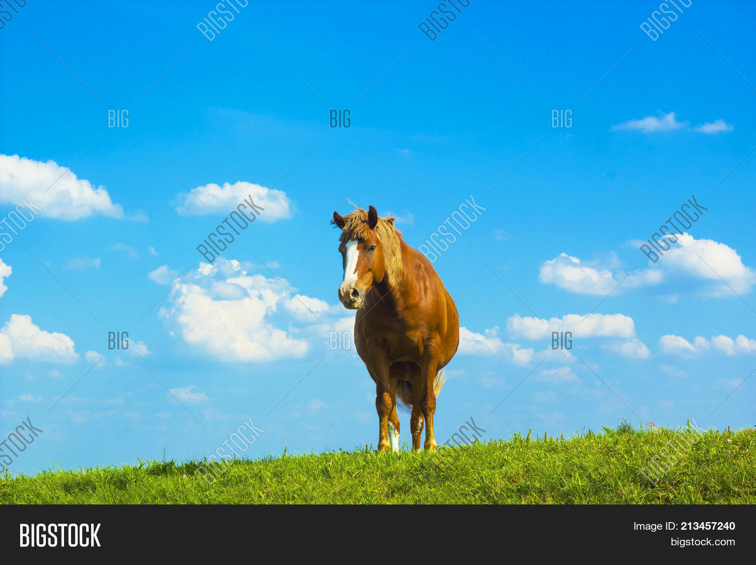 Wild Horse Brown Color Image & Photo (Free Trial) | Bigstock
