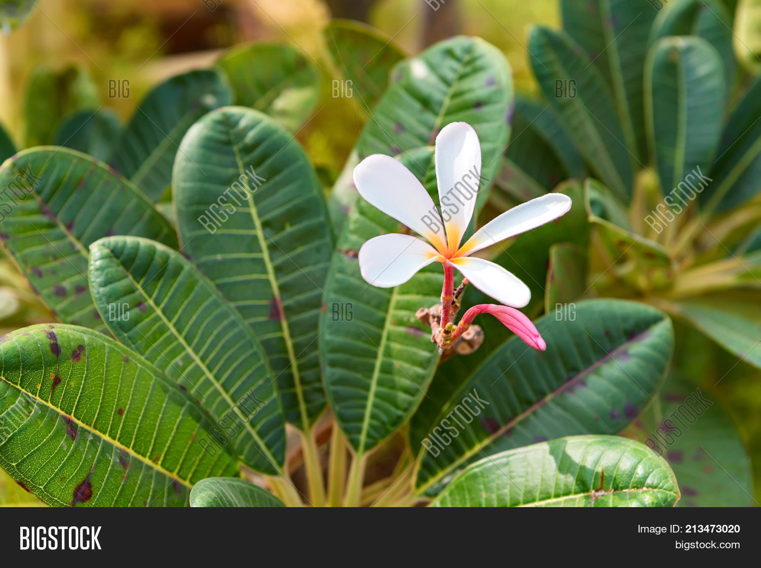 Beautiful White Flower Image & Photo (Free Trial) | Bigstock