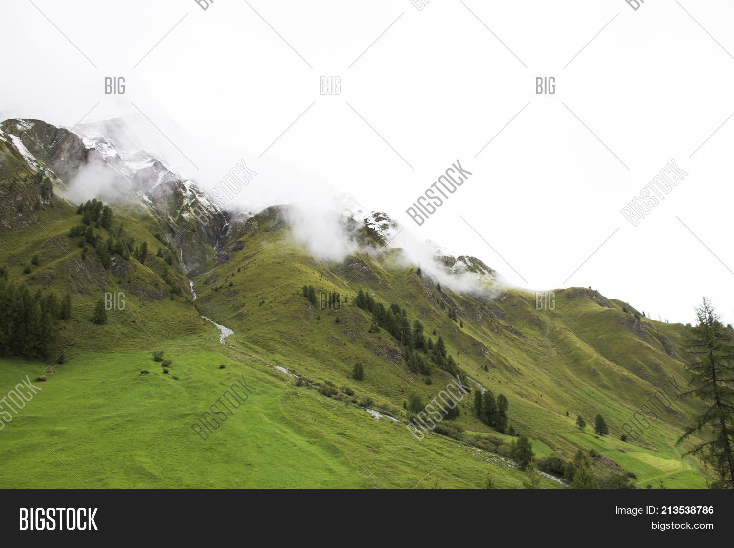 Alpine Tree Forest On Image & Photo (Free Trial) | Bigstock
