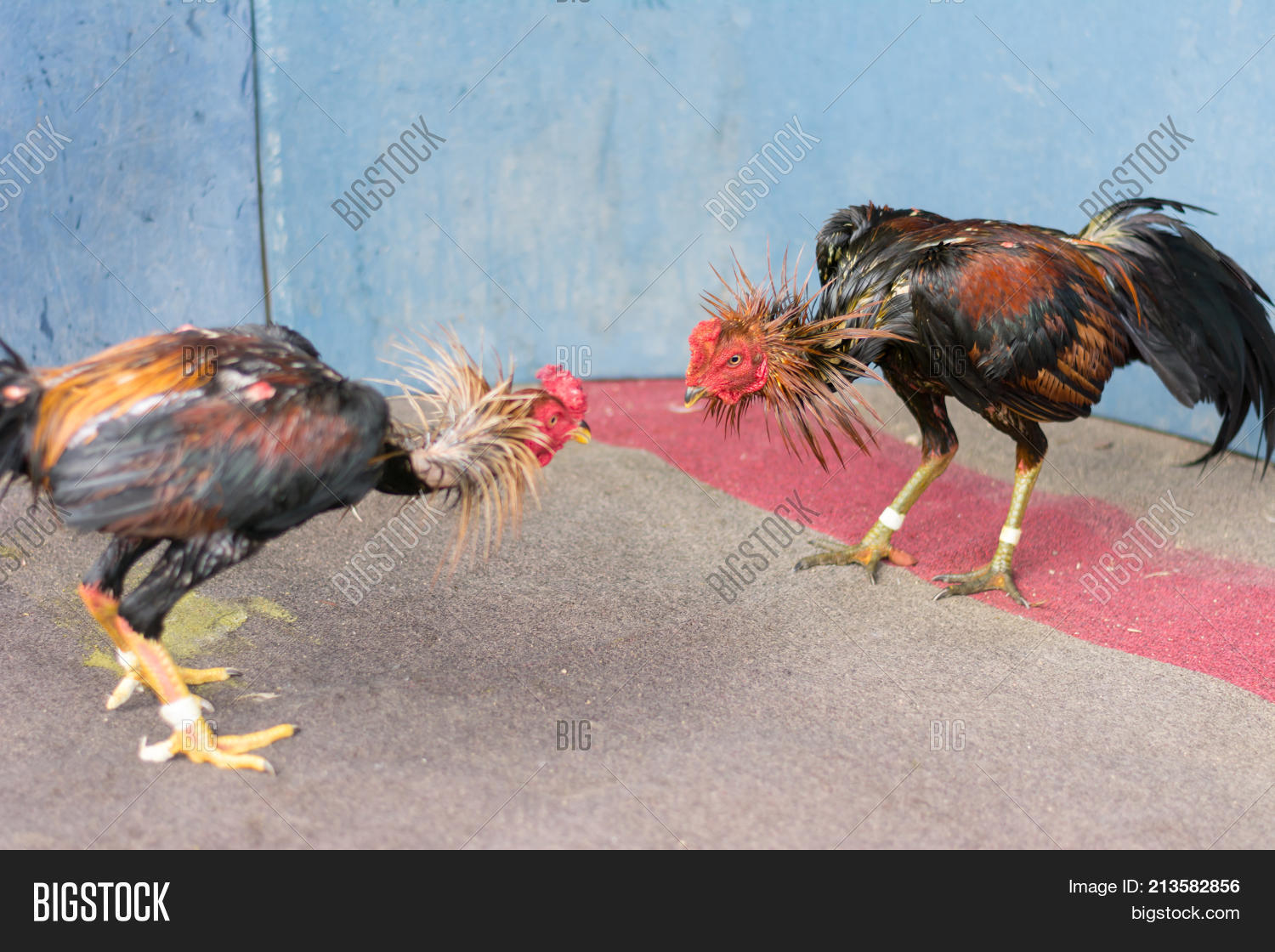 Gamecocks Fighting Image & Photo (Free Trial) | Bigstock