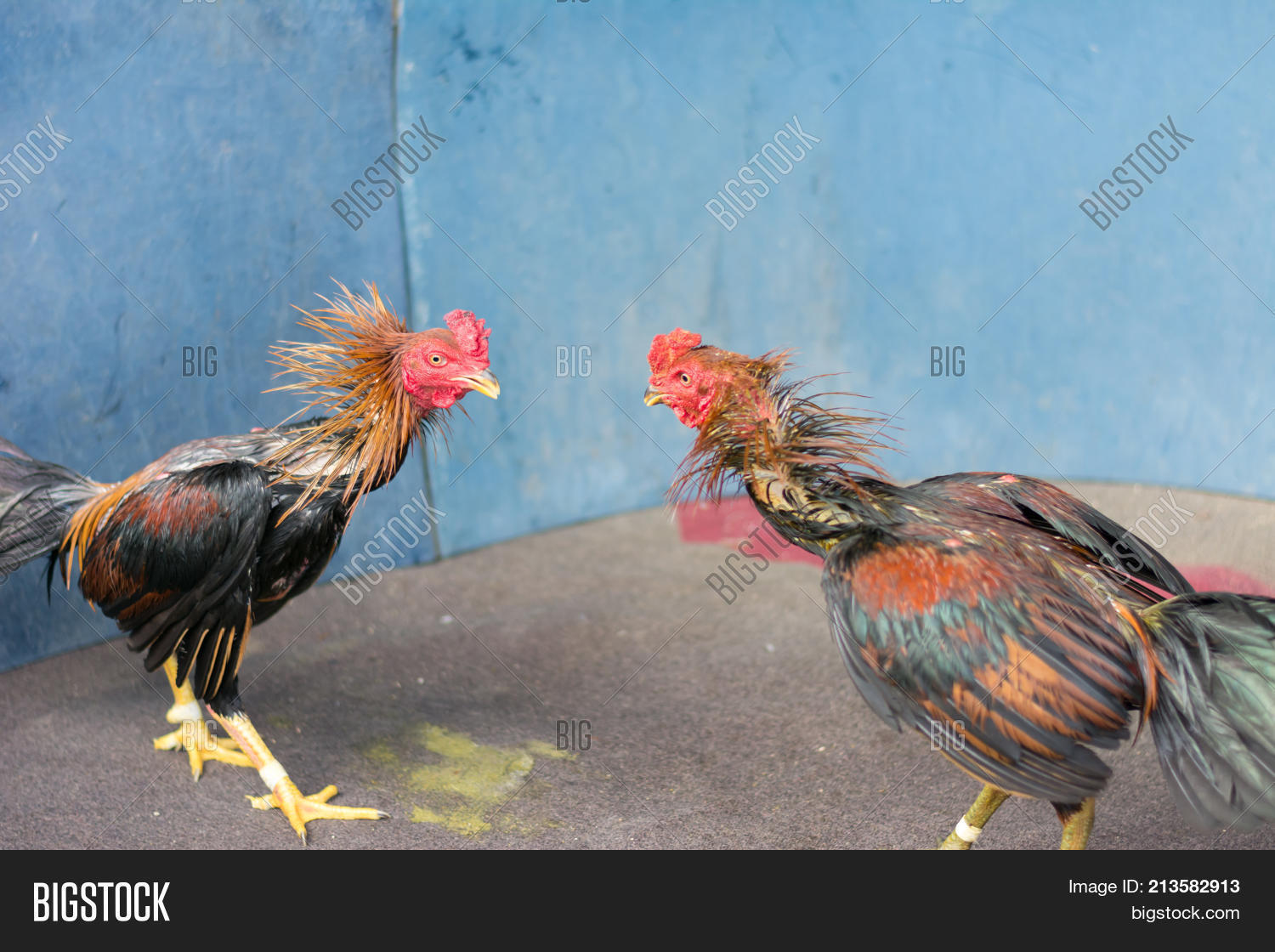 Gamecocks Fighting Image & Photo (Free Trial) | Bigstock