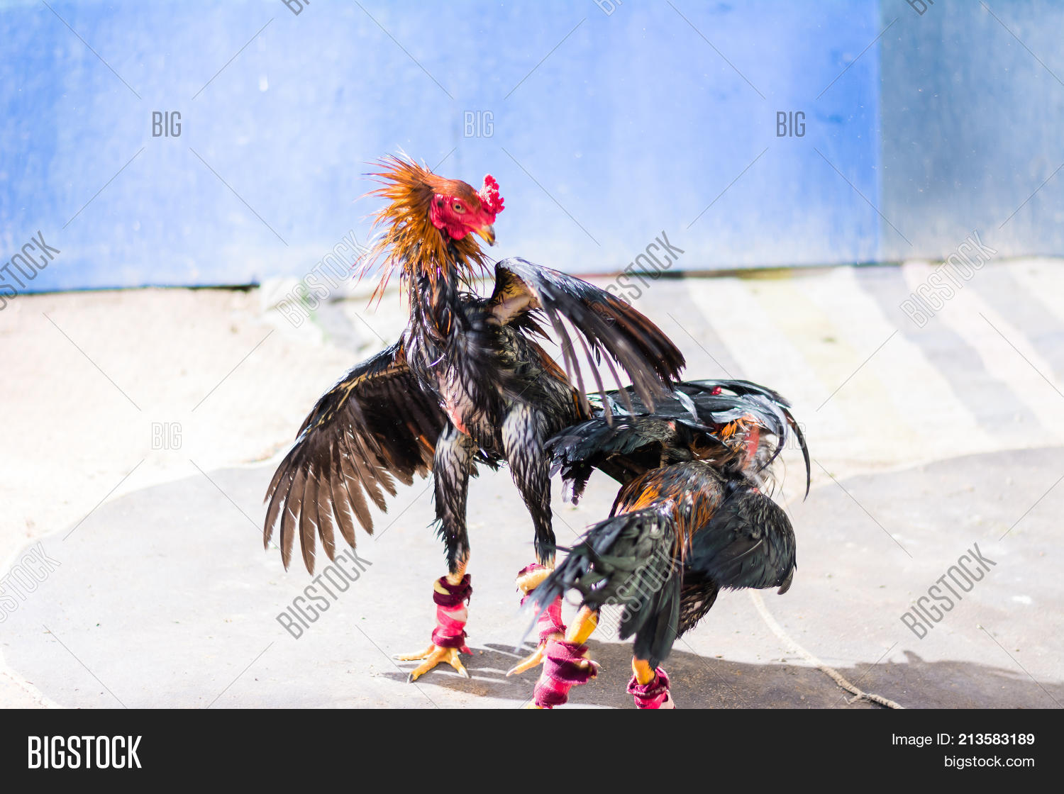 Gamecocks Fighting Image & Photo (Free Trial) | Bigstock