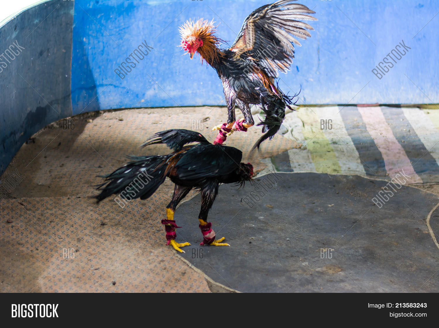 Gamecocks Fighting Image & Photo (Free Trial) | Bigstock