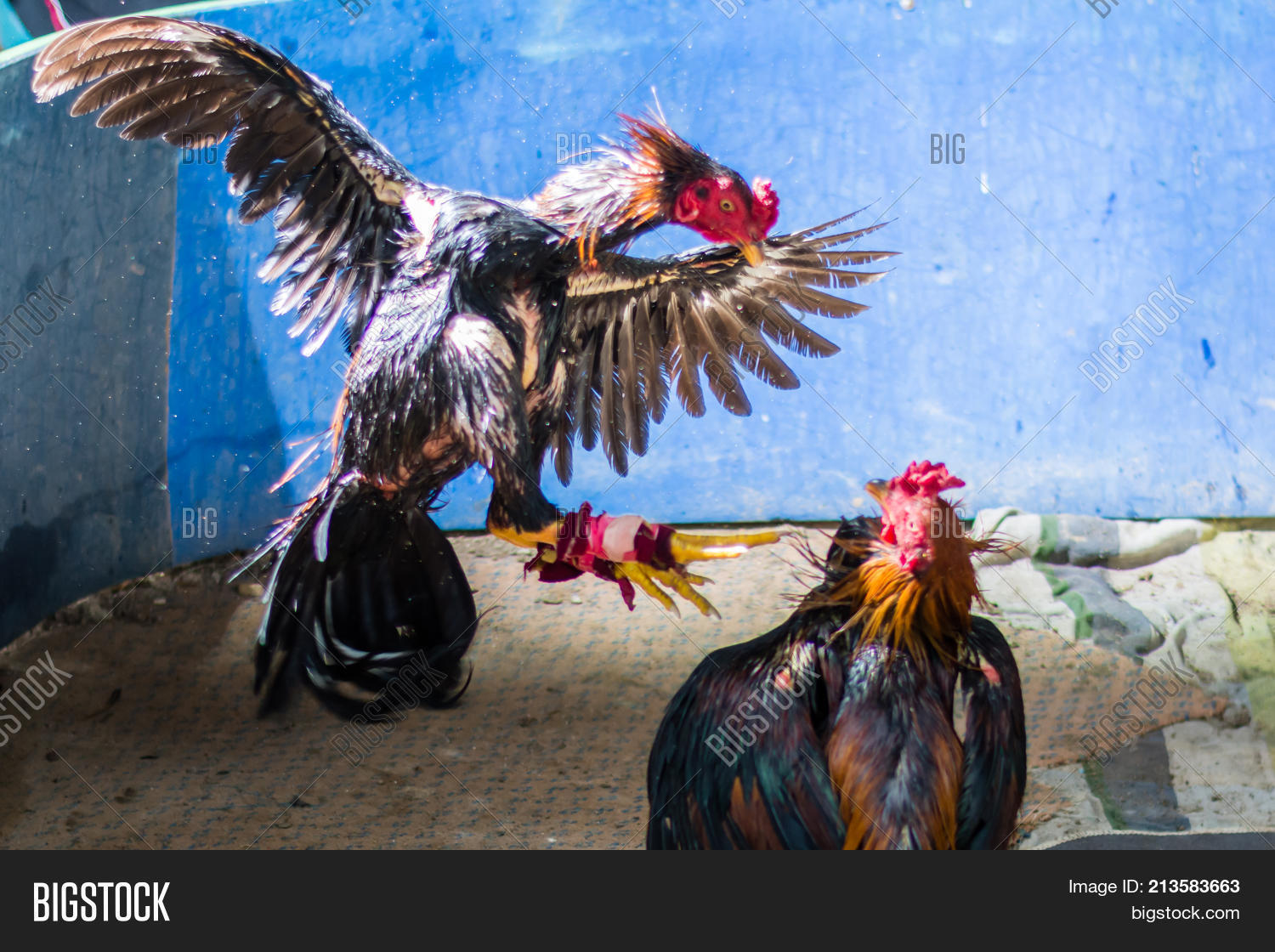 Gamecocks Fighting Image & Photo (Free Trial) | Bigstock