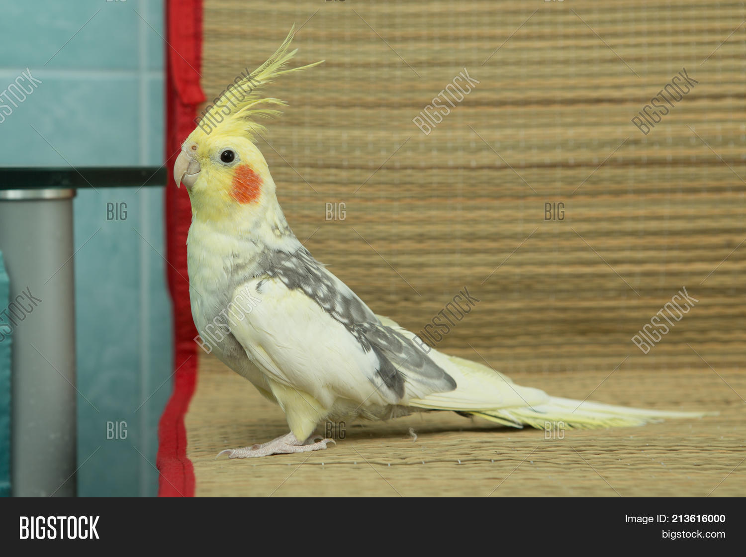Corella Parrot Red Image & Photo (Free Trial) | Bigstock