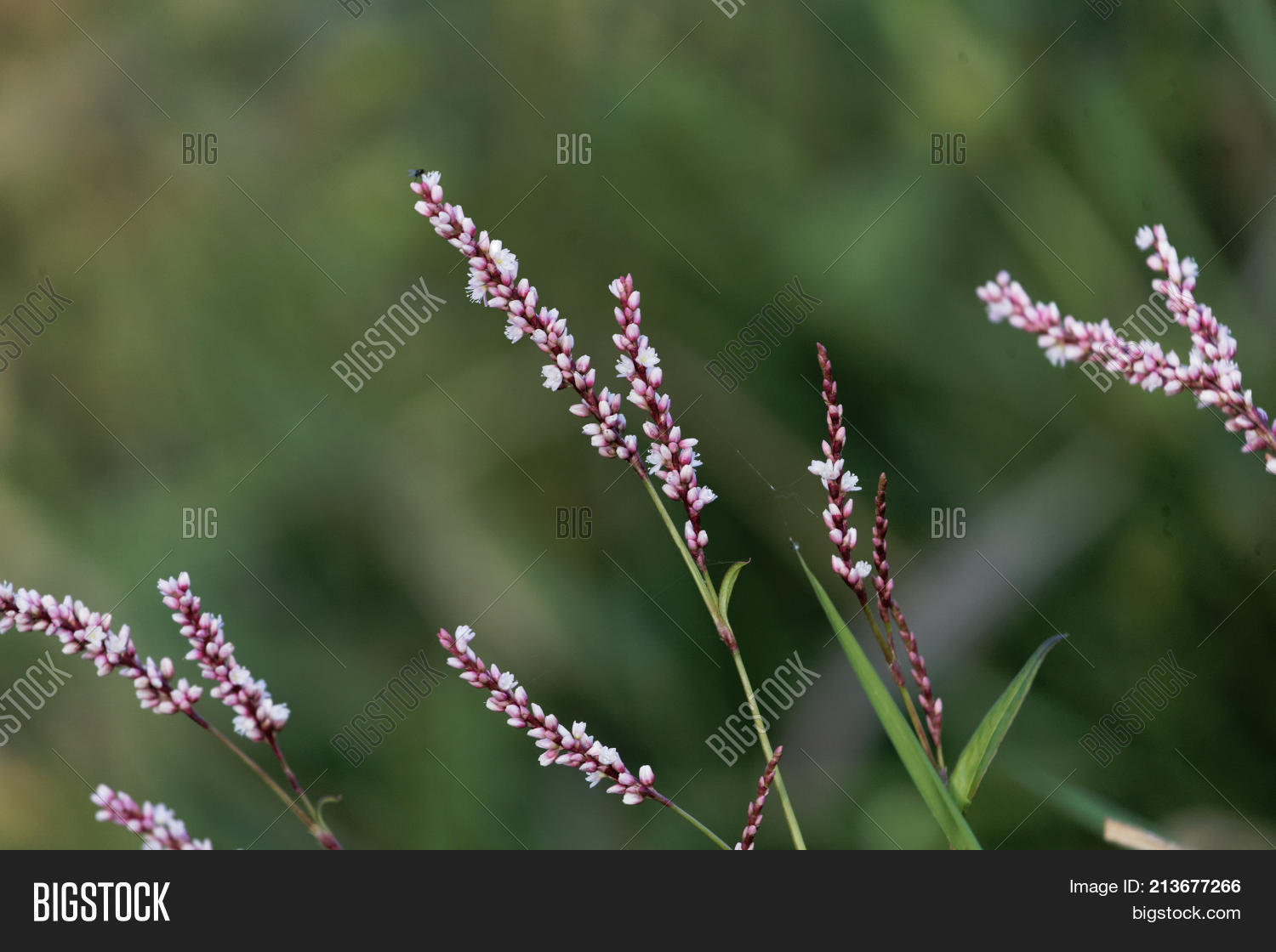 Flower Head Persicaria Image & Photo (Free Trial) | Bigstock
