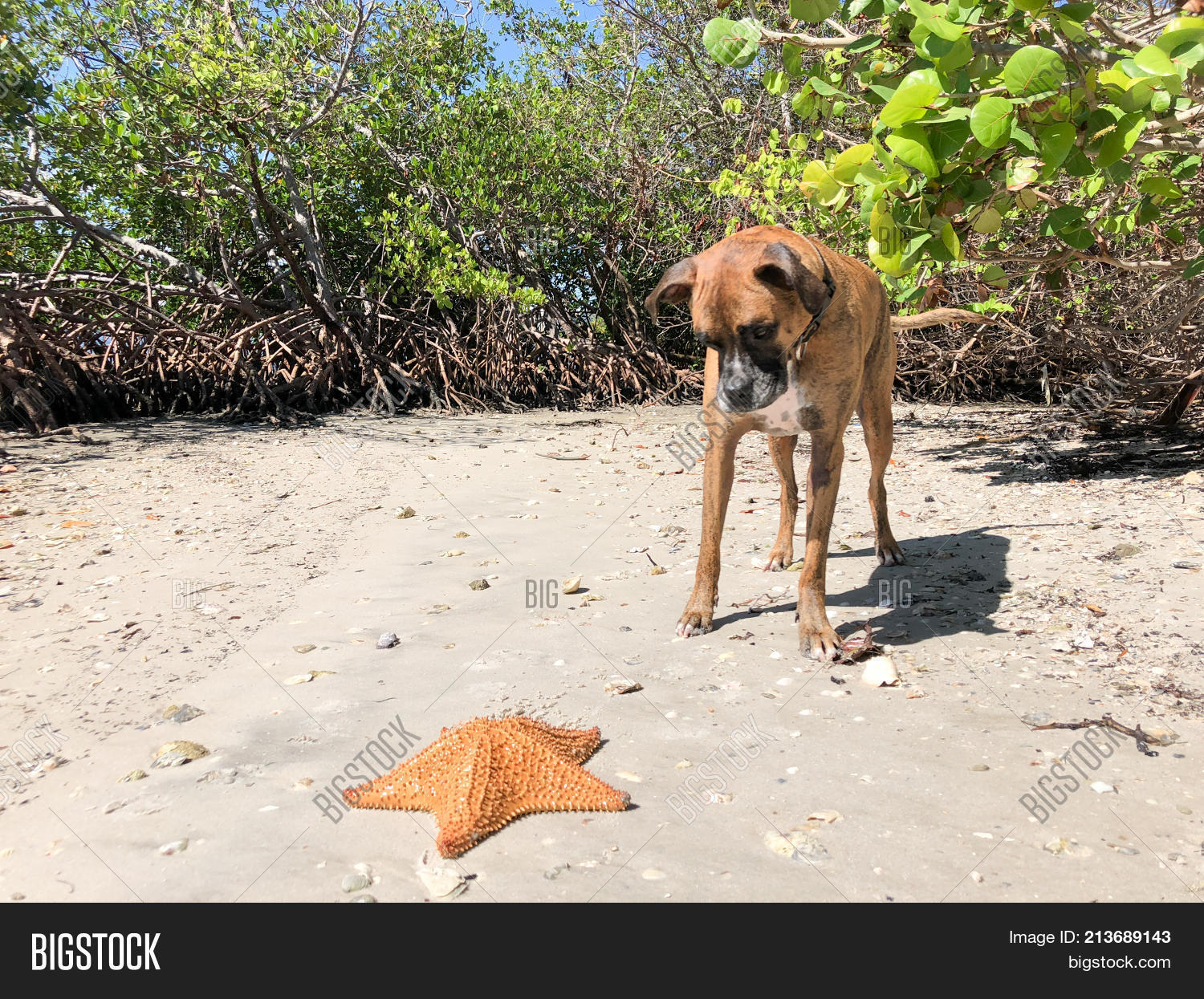 Dog Playing Starfish ( Image & Photo (Free Trial) | Bigstock