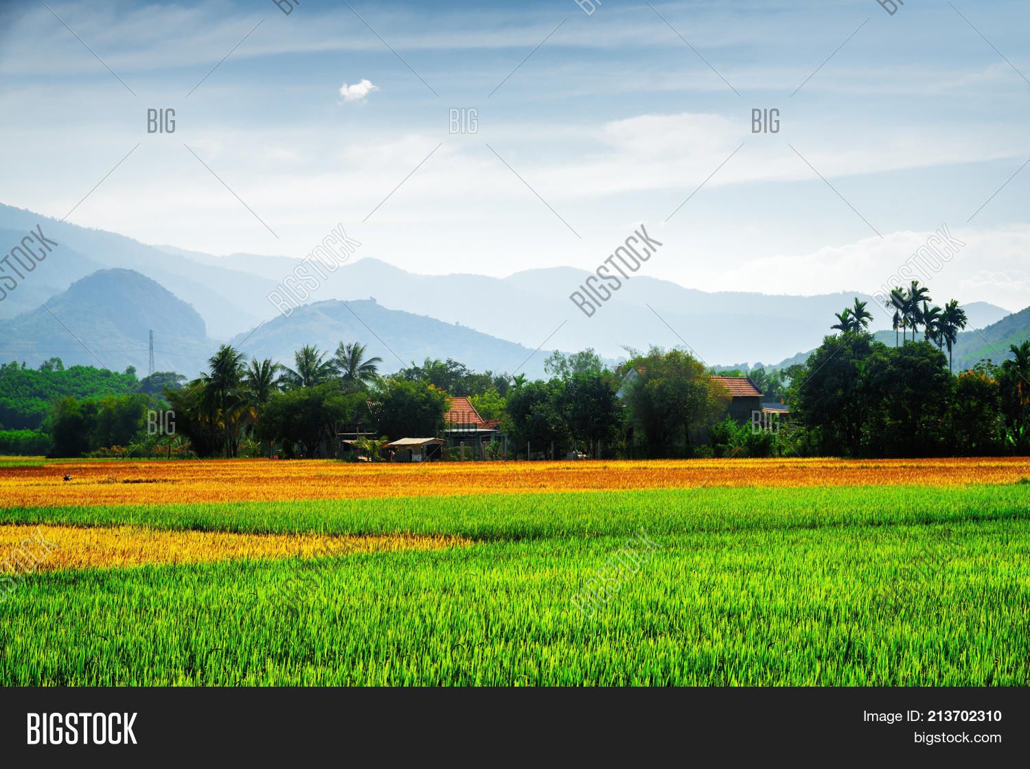 Amazing Rice Fields Image & Photo (Free Trial) | Bigstock