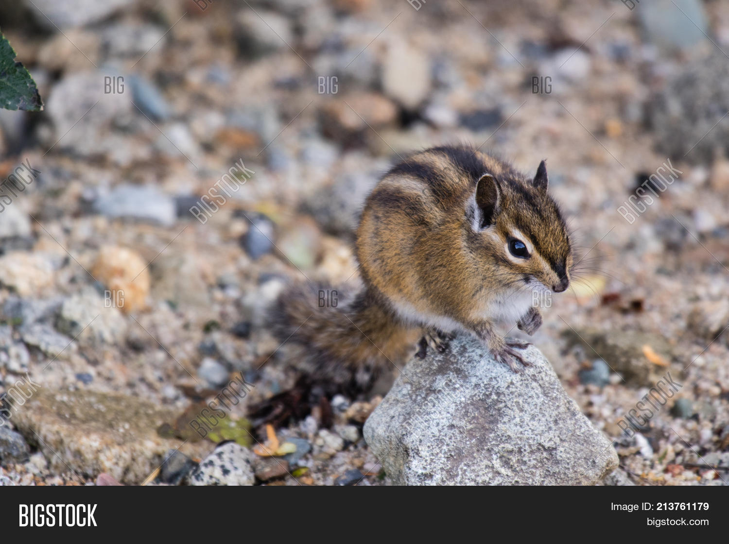 Cute Furry Chipmank Image & Photo (Free Trial) | Bigstock