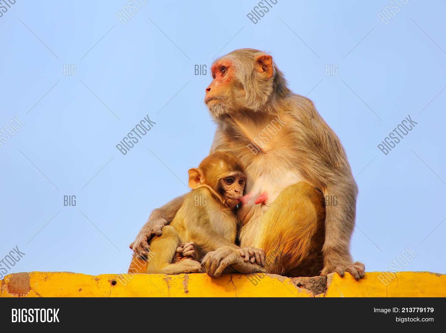 Rhesus Macaque Baby Image & Photo (Free Trial) | Bigstock