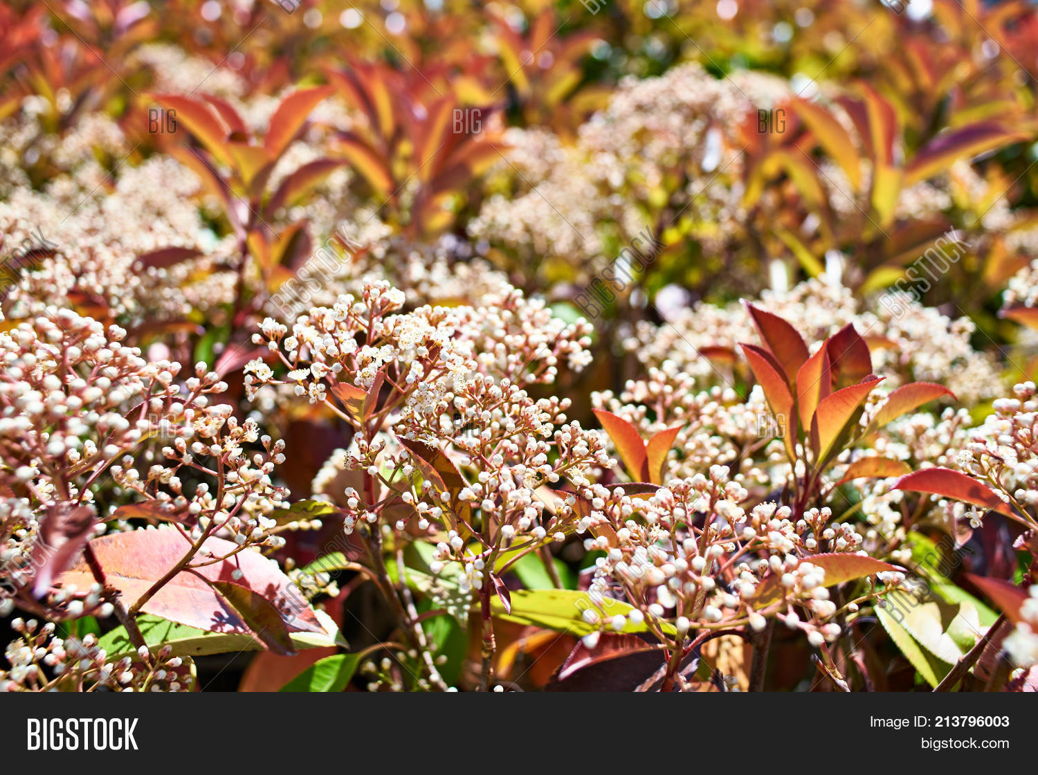Blooming Red Tip Image & Photo (Free Trial) | Bigstock