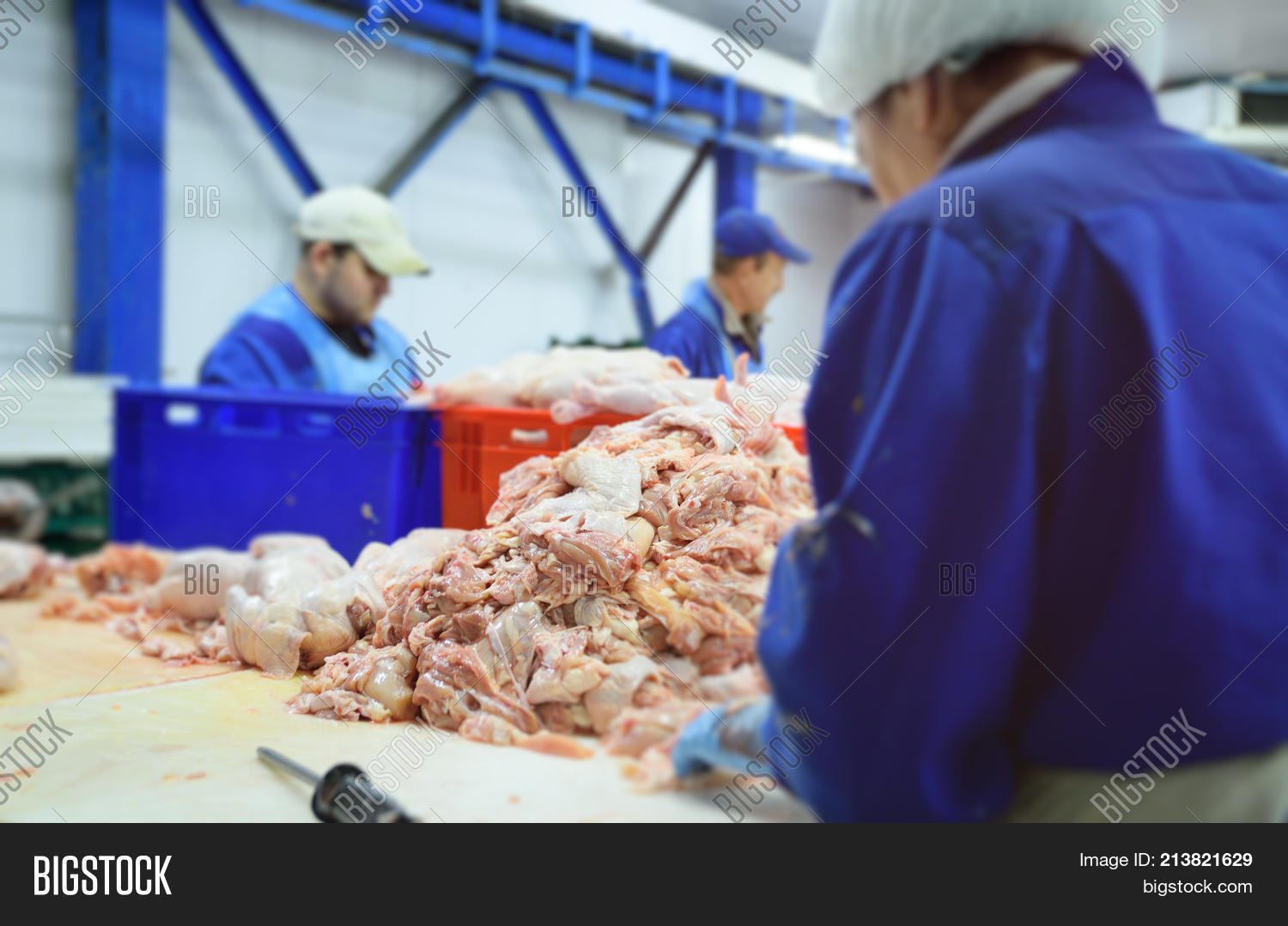 Poultry Workers Cut Image & Photo (Free Trial) | Bigstock