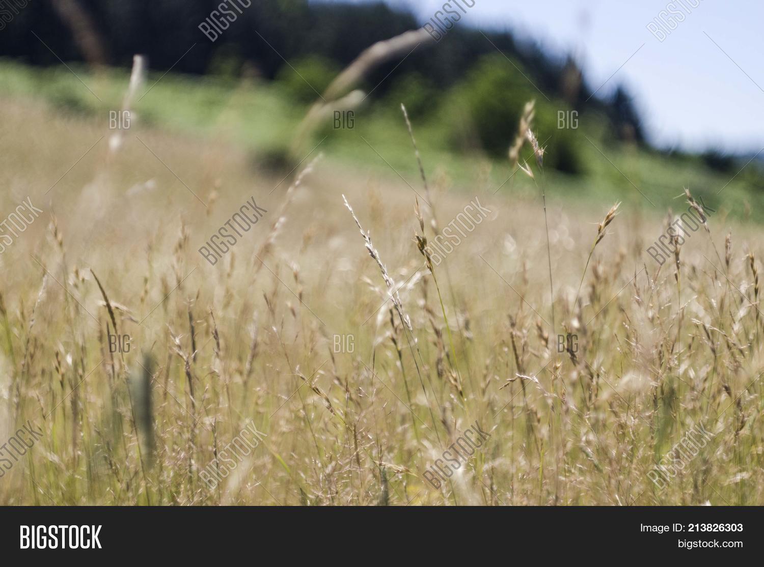 Tall Mountain Grass Image & Photo (Free Trial) | Bigstock