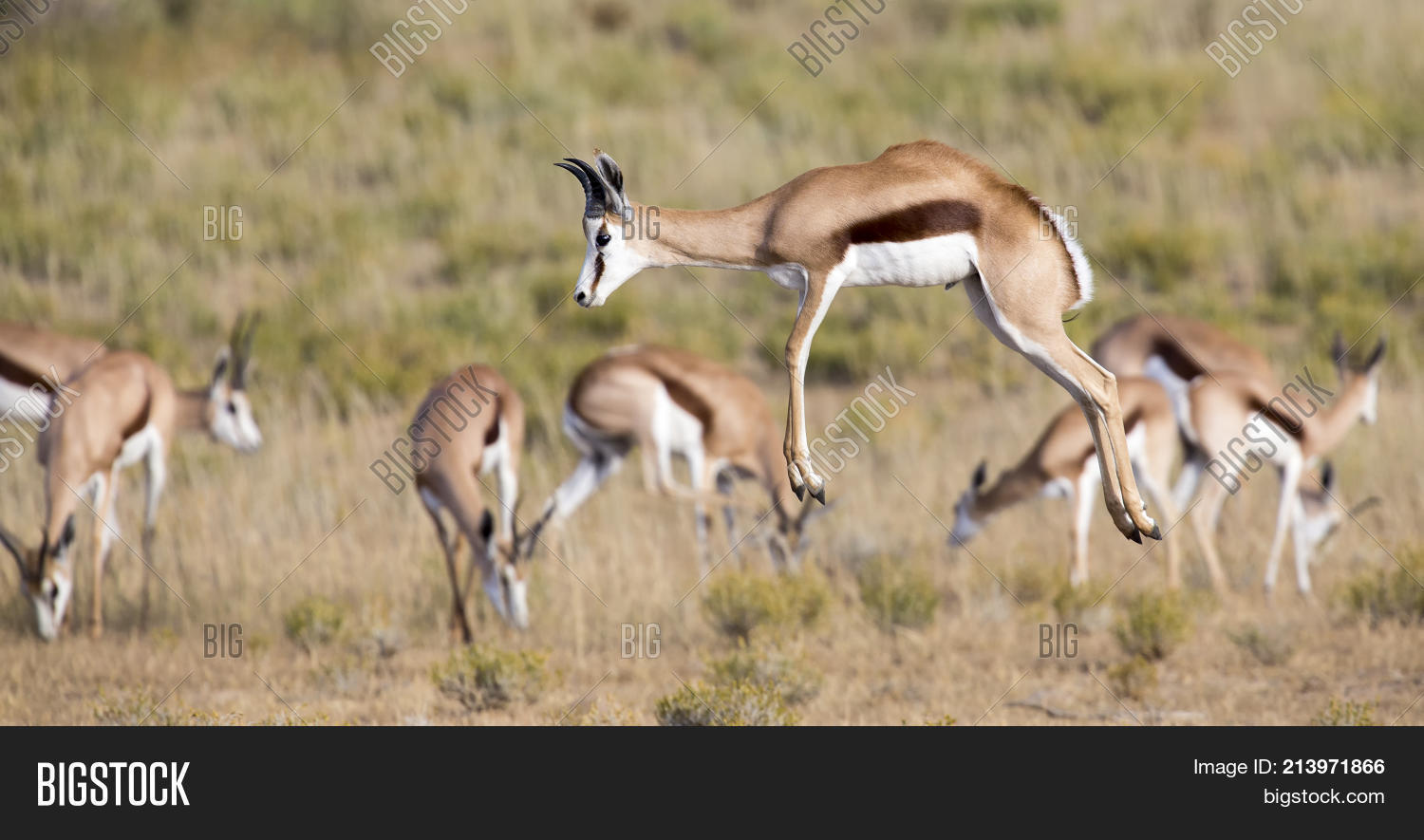 Springbok Herd Image & Photo (Free Trial) | Bigstock