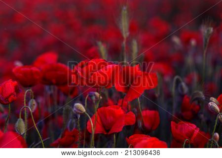 Red Poppies Images, Illustrations, Vectors - Red Poppies Stock Photos ...