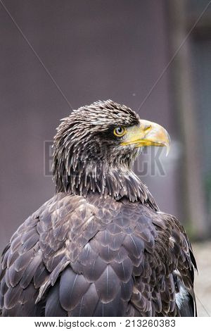 Eagle Animal Park Image & Photo (Free Trial) | Bigstock