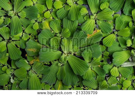 Common Duckweed Lemna Image & Photo (Free Trial) | Bigstock